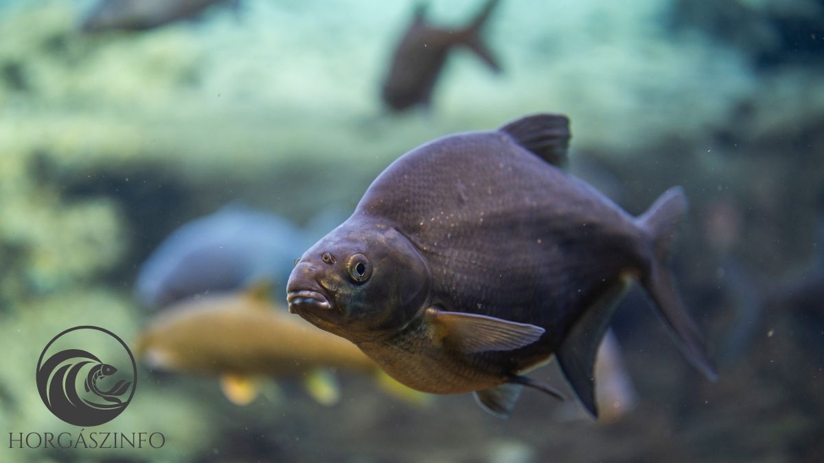 Dévérkeszeg és horgászata - Horgászinfo.hu