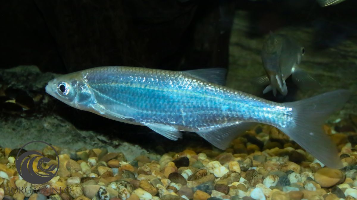 A szélhajtó küsz (sneci) - Horgászinfo.hu