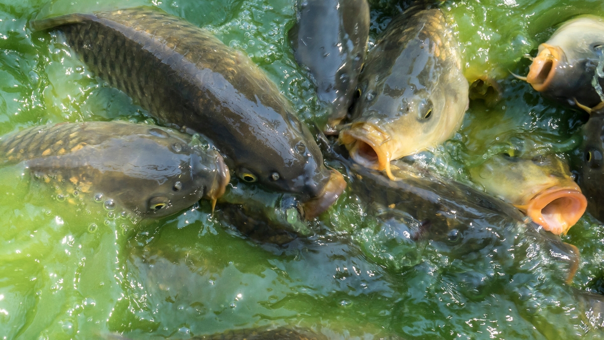 Horgászinfo.hu - Horgászengedély, horgászvizsga, hazai halak